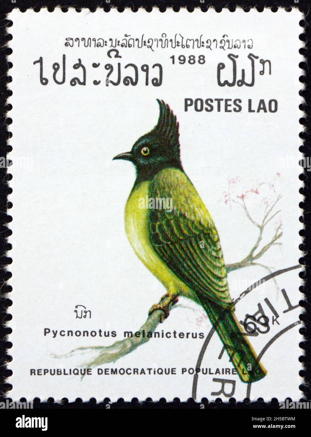 LAOS - CIRCA 1988: a stamp printed in Laos shows black-capped bulbul ...