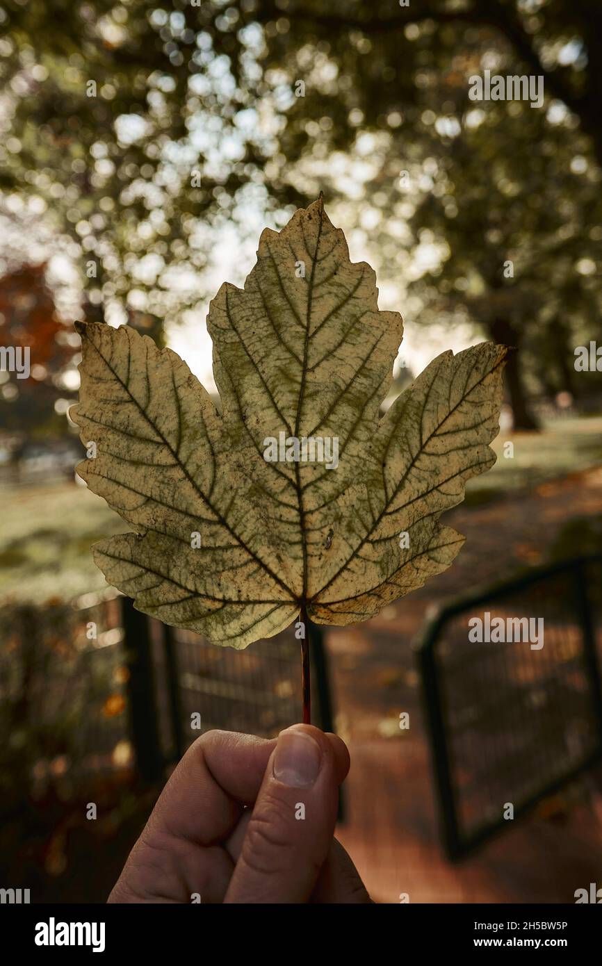 Hand with a leaf hi-res stock photography and images - Alamy