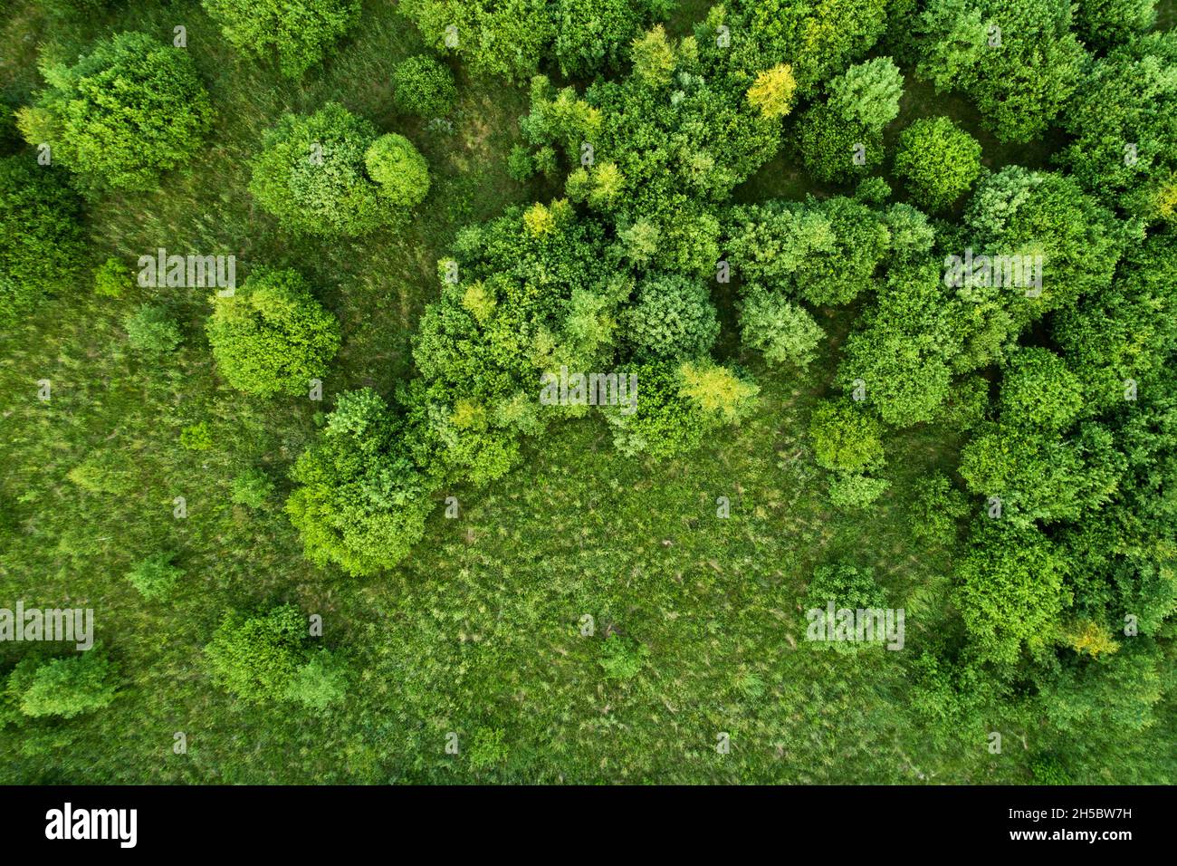 An aerial of lush, green Willow bushes on a deserted meadow in Estonia ...