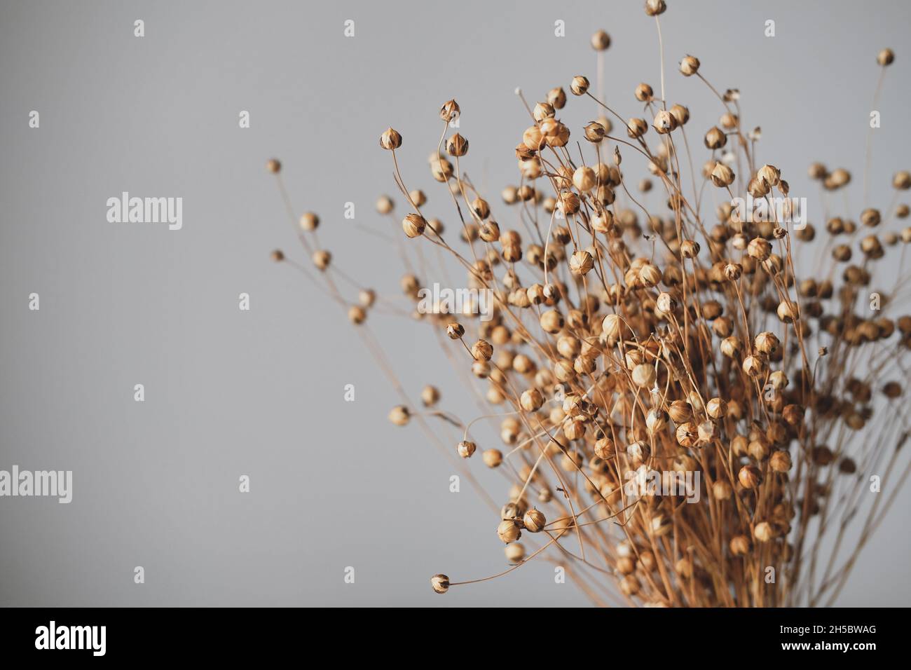 Dried flax flowers close up view. Boho style living room decor Stock ...