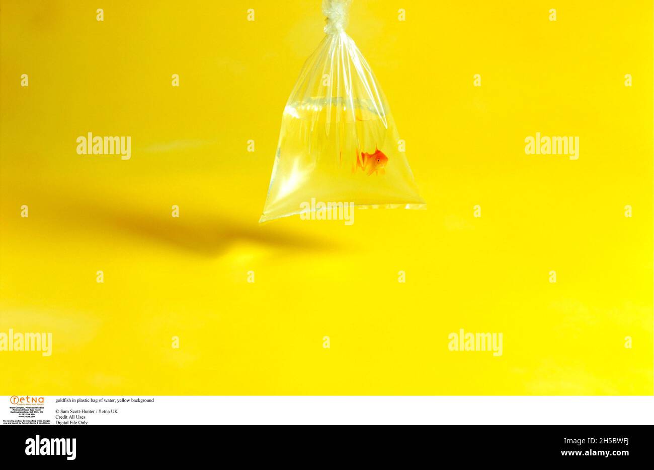 goldfish in plastic bag of water, yellow background, Credit:S Hunter ...