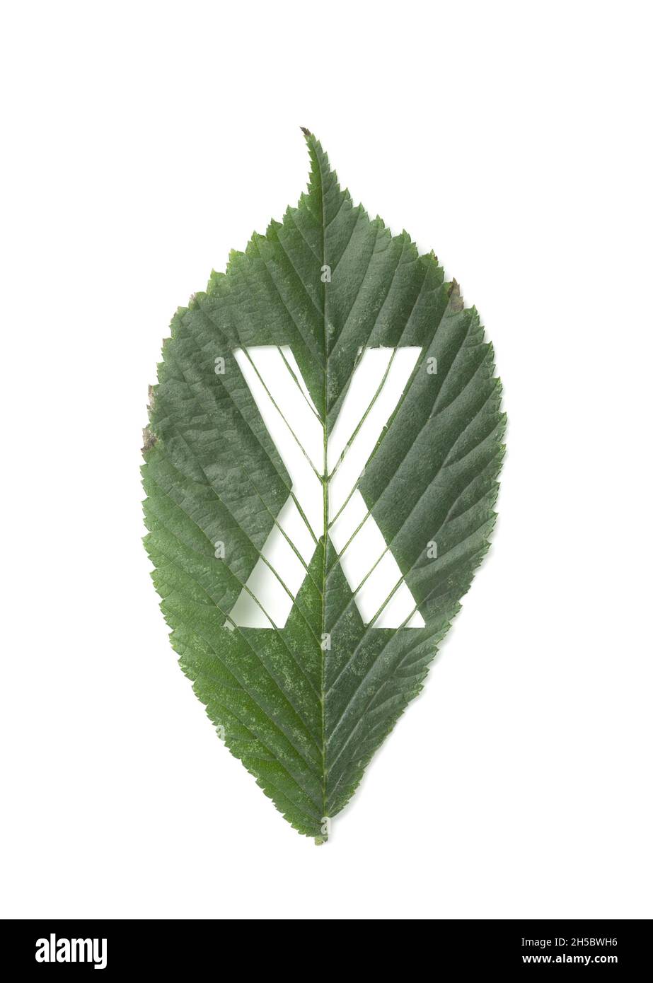 Letter ' X ' cut out from a leaf ,, Credit:S Hunter / Avalon Stock ...