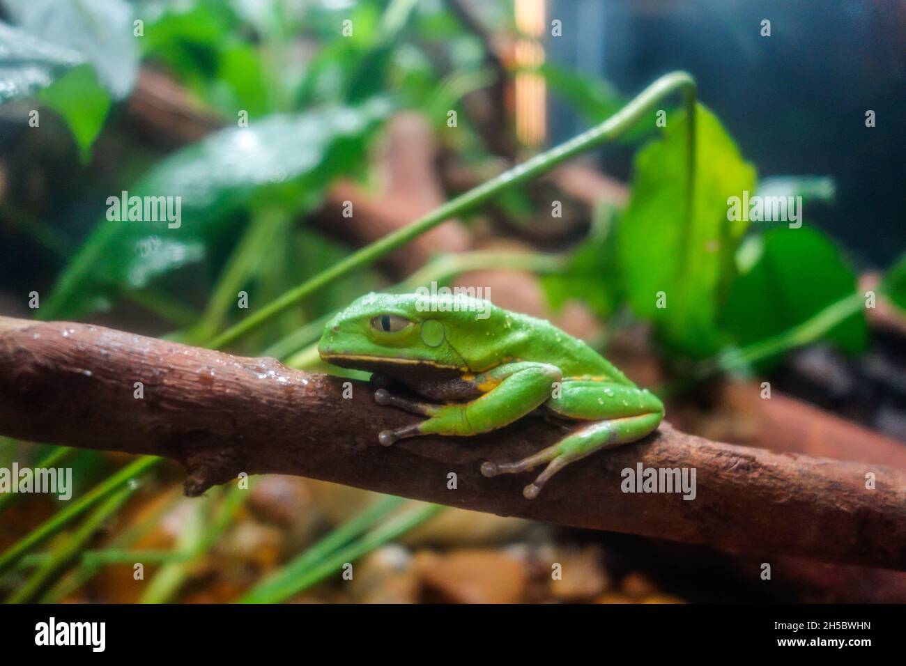 Close-up shot of a green tree frog clinging to a tree brnch in the ...