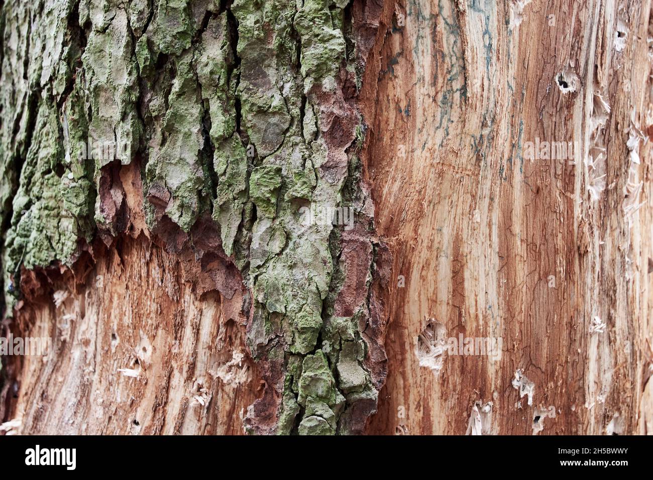 Close-up of damaged tree bark Stock Photo - Alamy