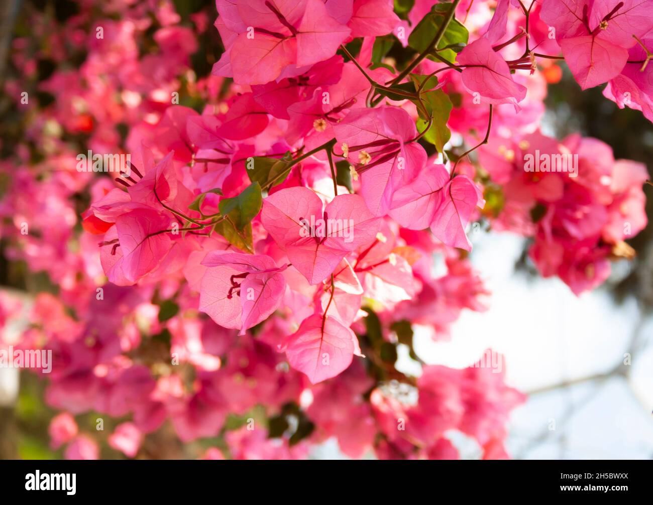 Hanging Bougainvillea Hi res Stock Photography And Images Alamy hanging-bougainvillea-hi-res-stock-photography-and-images-alamy