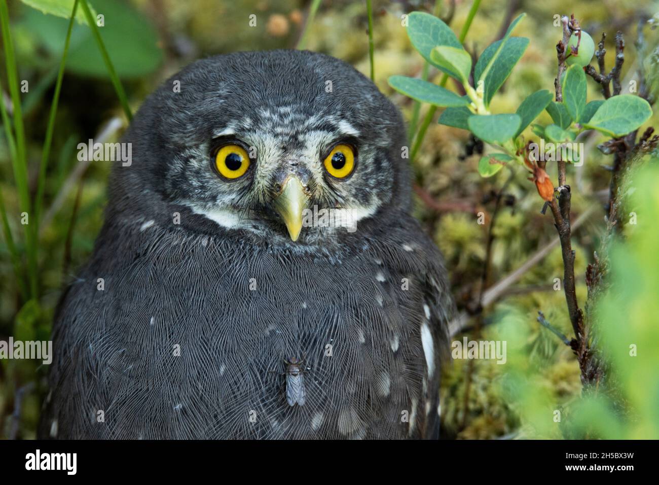 Portrait of a small Eurasian pygmy owl, Glaucidium passerinum chick ...