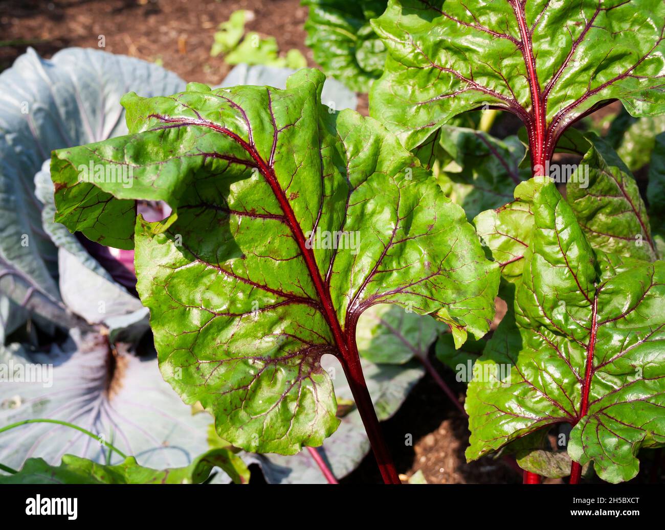 Chard leaves hi-res stock photography and images - Alamy