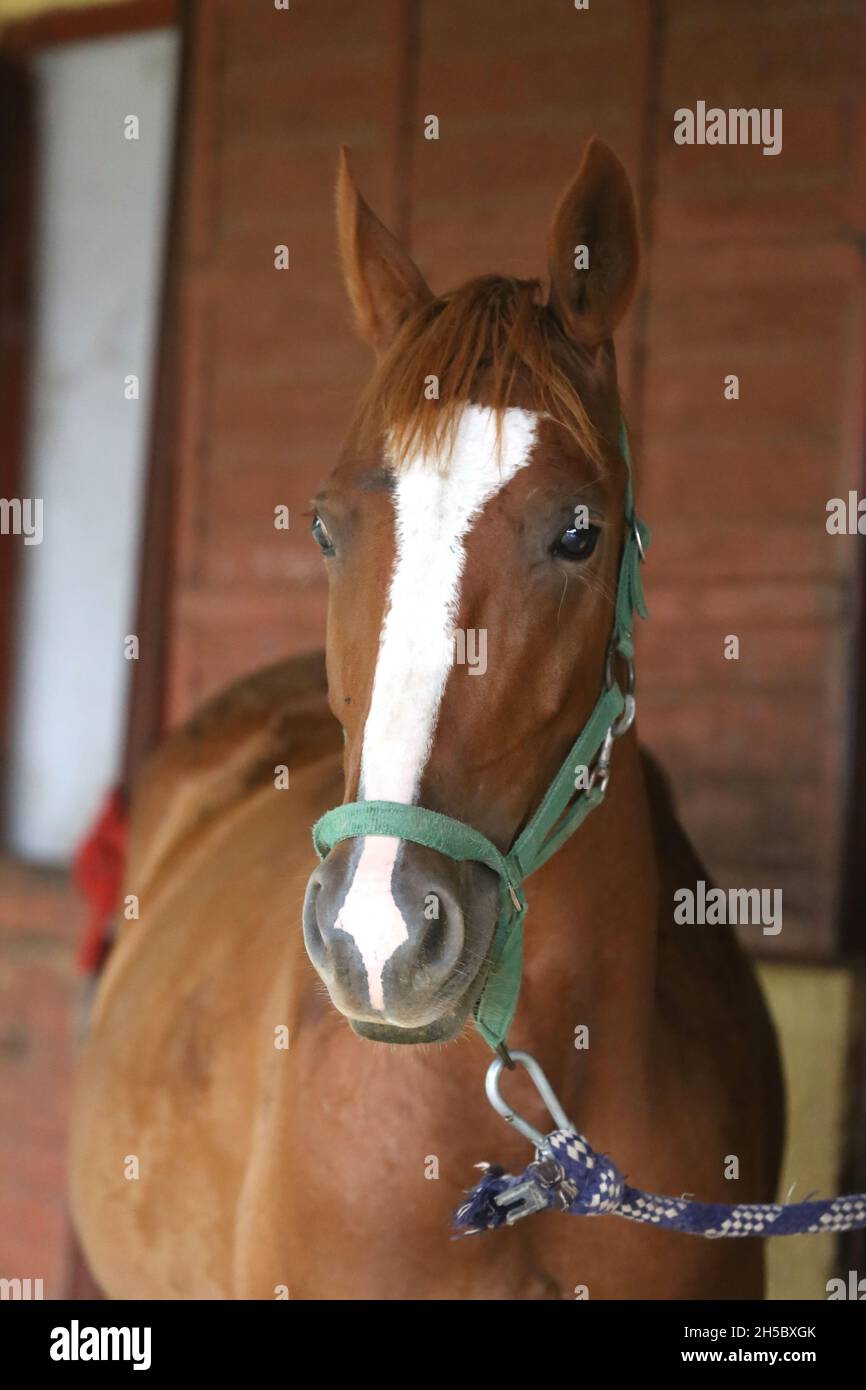 Purebred horse stands gate of the stable box outdoors. Young racehorse ...