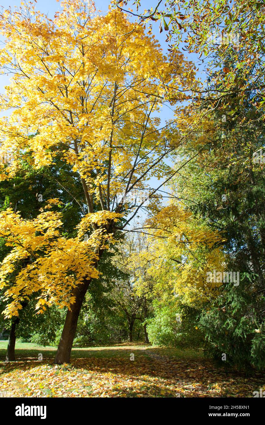 The yellow color tree in early Autumn in Kaunas city park (Lithuania ...