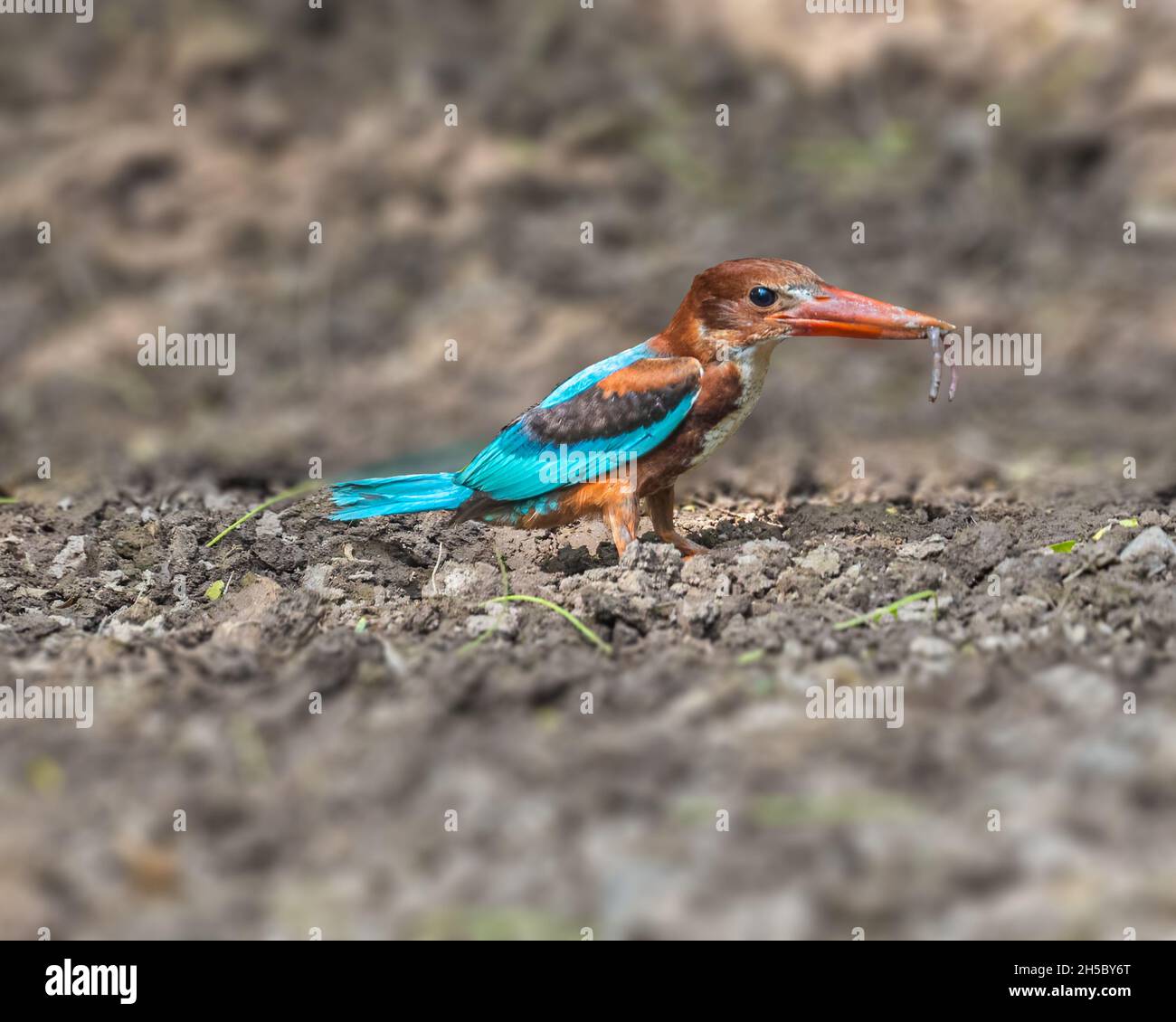 Species of earthworm hi-res stock photography and images - Alamy