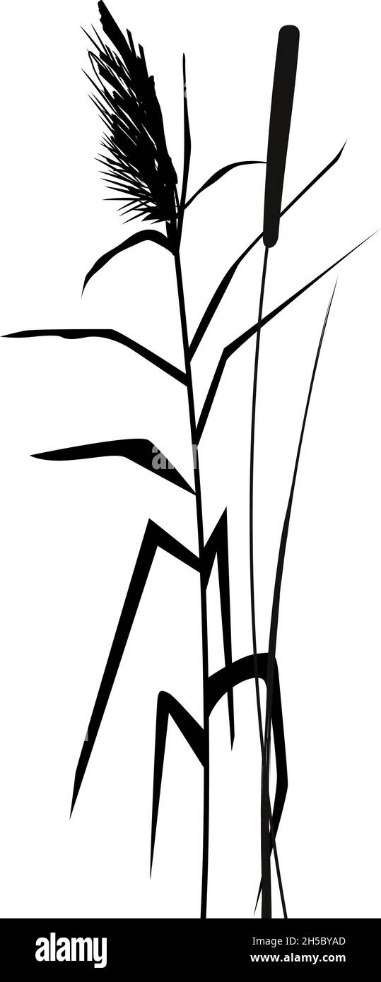 Small puddle water on white background Cut Out Stock Images & Pictures ...