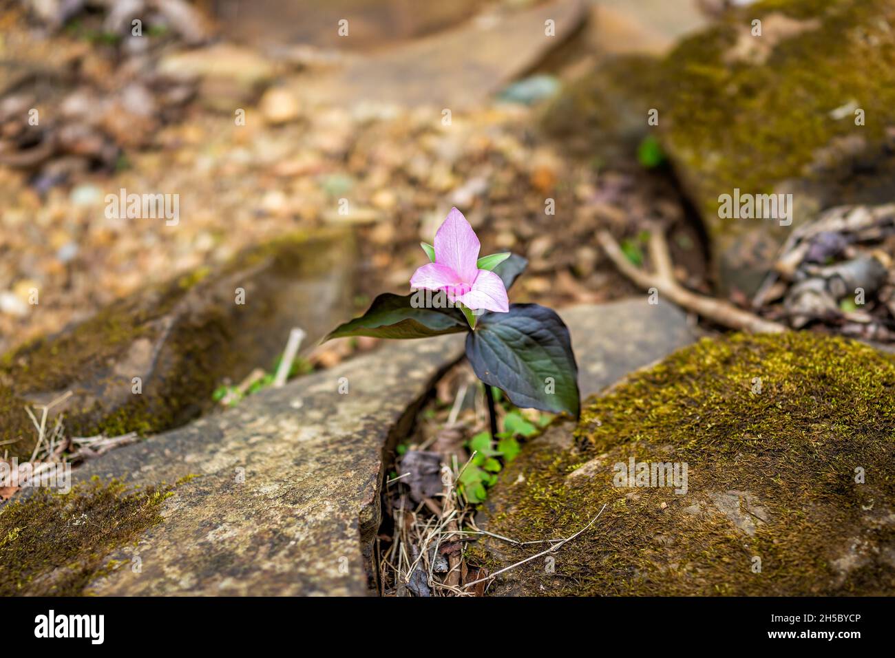 Closeup of one wild white pink trillium wildflower flower in early ...