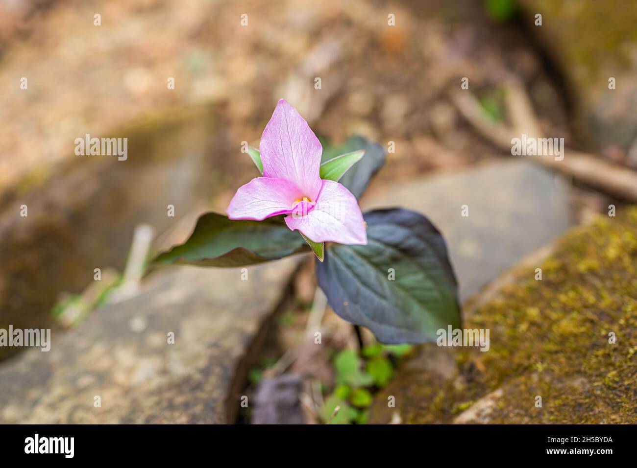 Closeup of wild white pink trillium wildflower flower in early spring ...