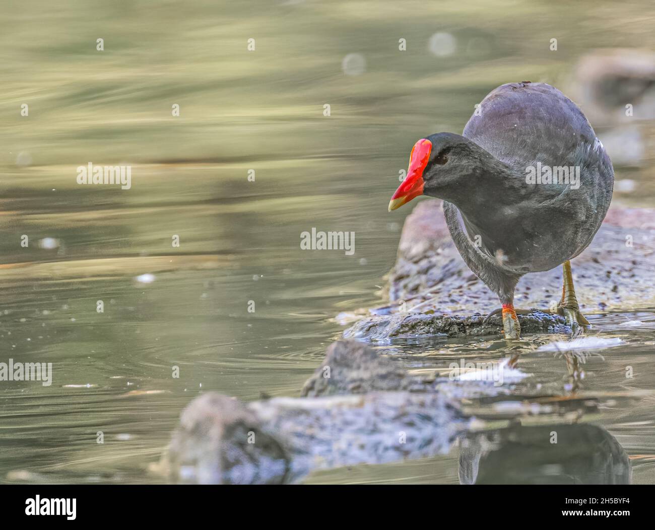 Eurasian Moorhen on a stroll in search of food Stock Photo - Alamy