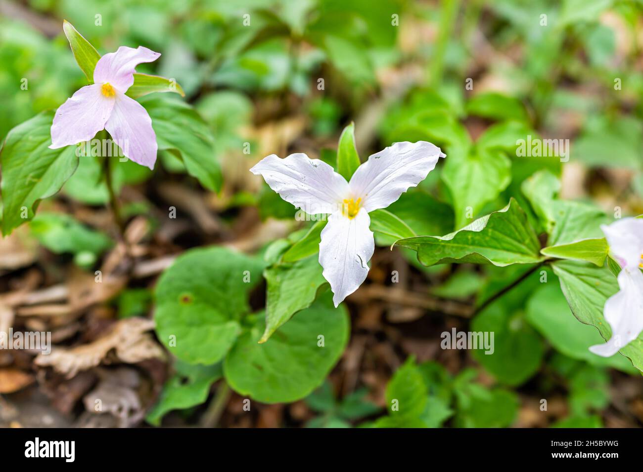 Above high angle view on wild soft pink trillium wildflowers flowers in ...