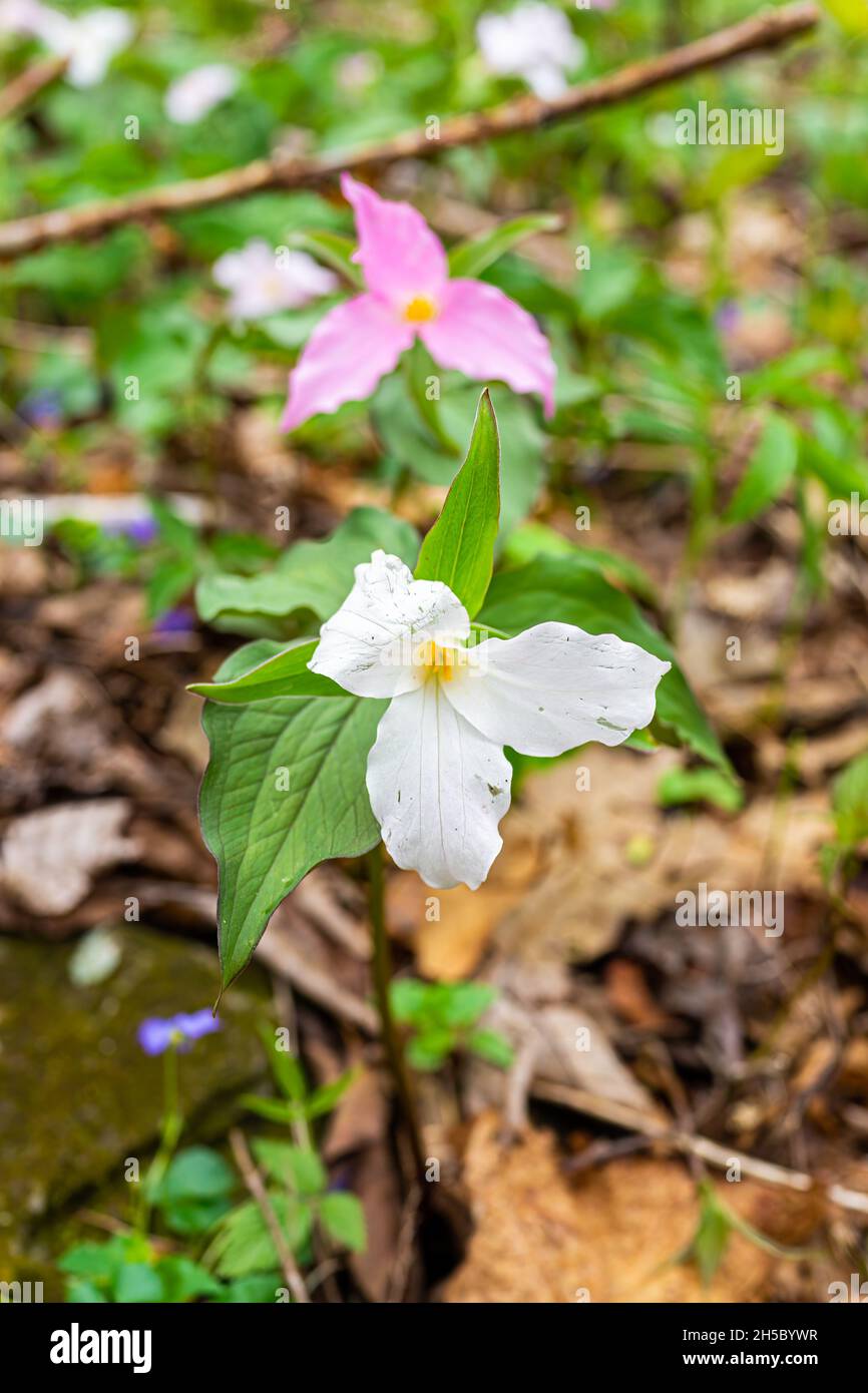 High angle view on wild soft pink trillium wildflowers flowers in early ...