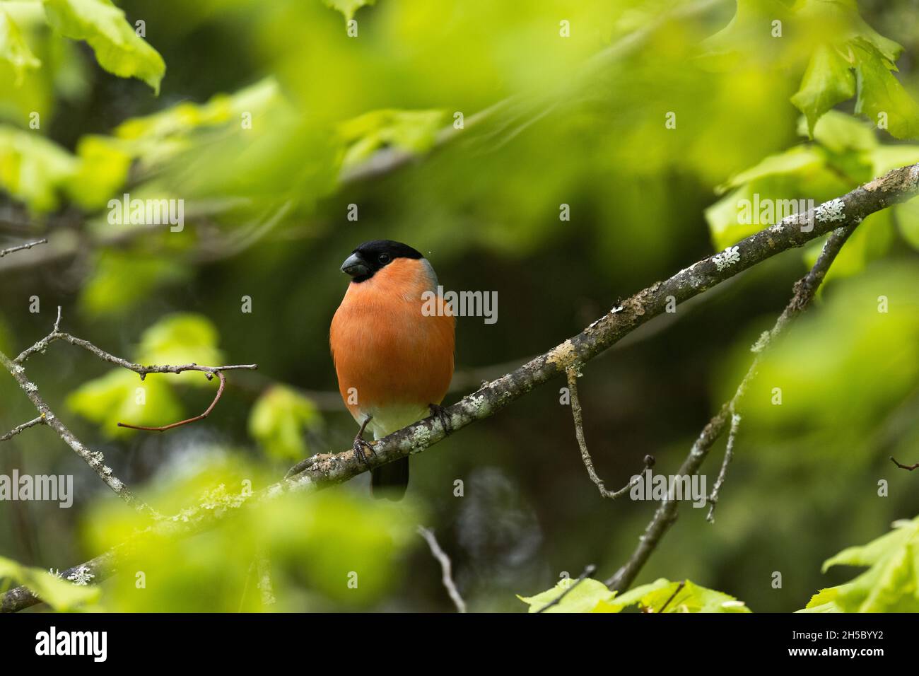 Adult male Eurasian bullfinch, Pyrrhula pyrrhula sitting in the middle ...
