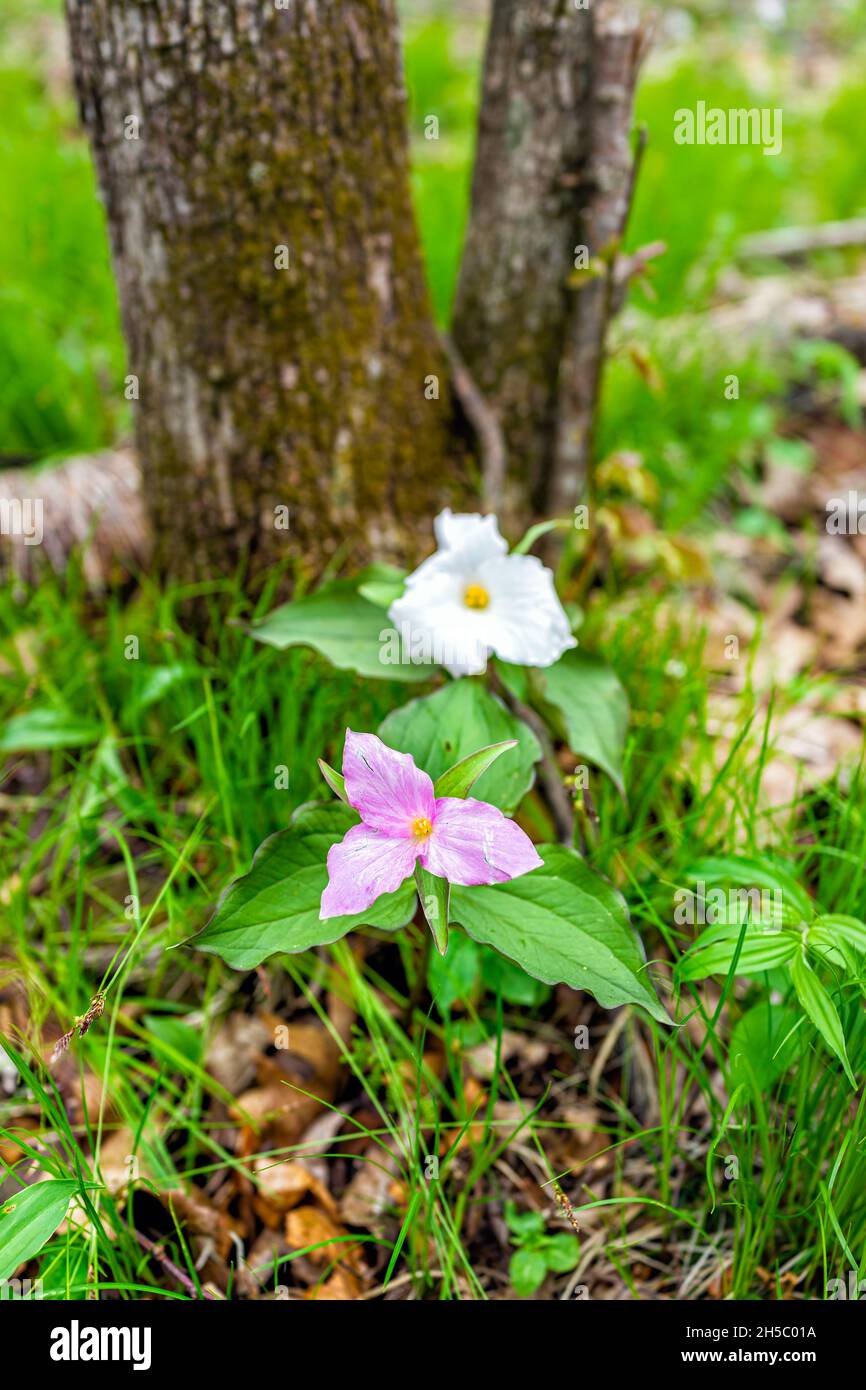 Closeup of one purple pink wild soft trillium wildflower flower in ...