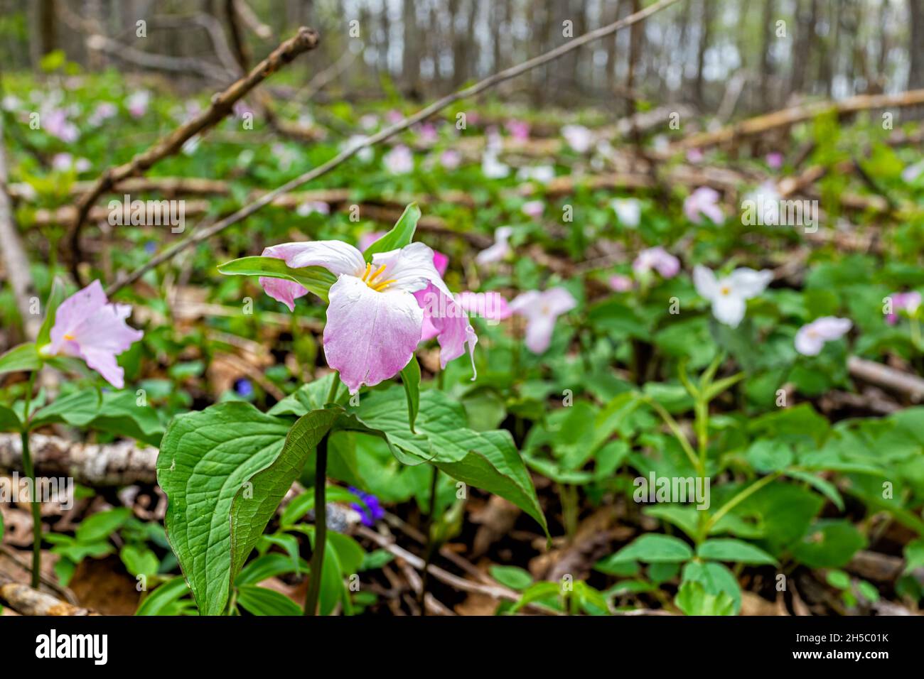 Pink Mountain Wildflowers