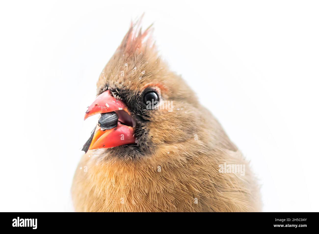 Closeup of female northern red cardinal Cardinalis bird isolated white ...