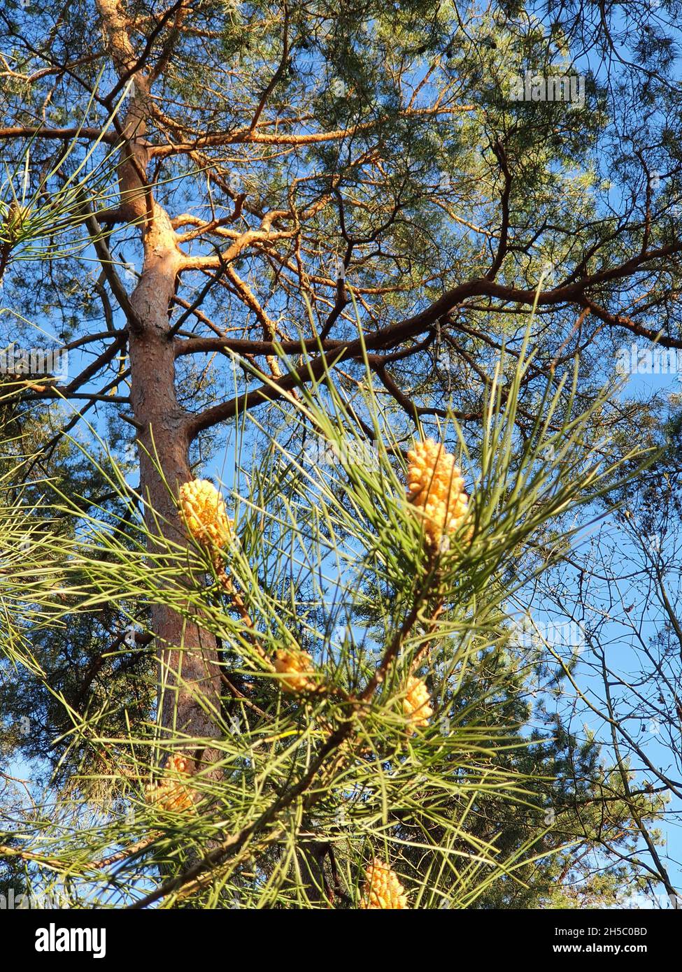Beautiful view of a landscape with a pine tree with cones on branches ...