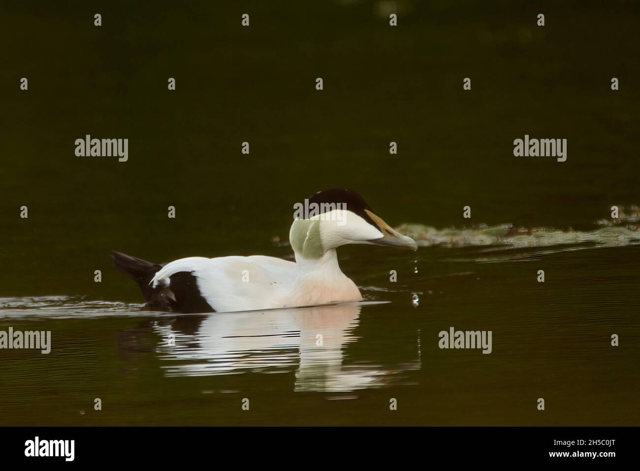 Common Eider drake, Somateria mollissima, Camsail Bay, Argyll, Scotland ...