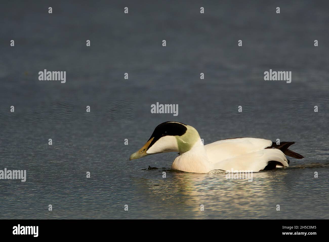 Common Eider drake, Somateria mollissima, Camsail Bay, Argyll, Scotland ...