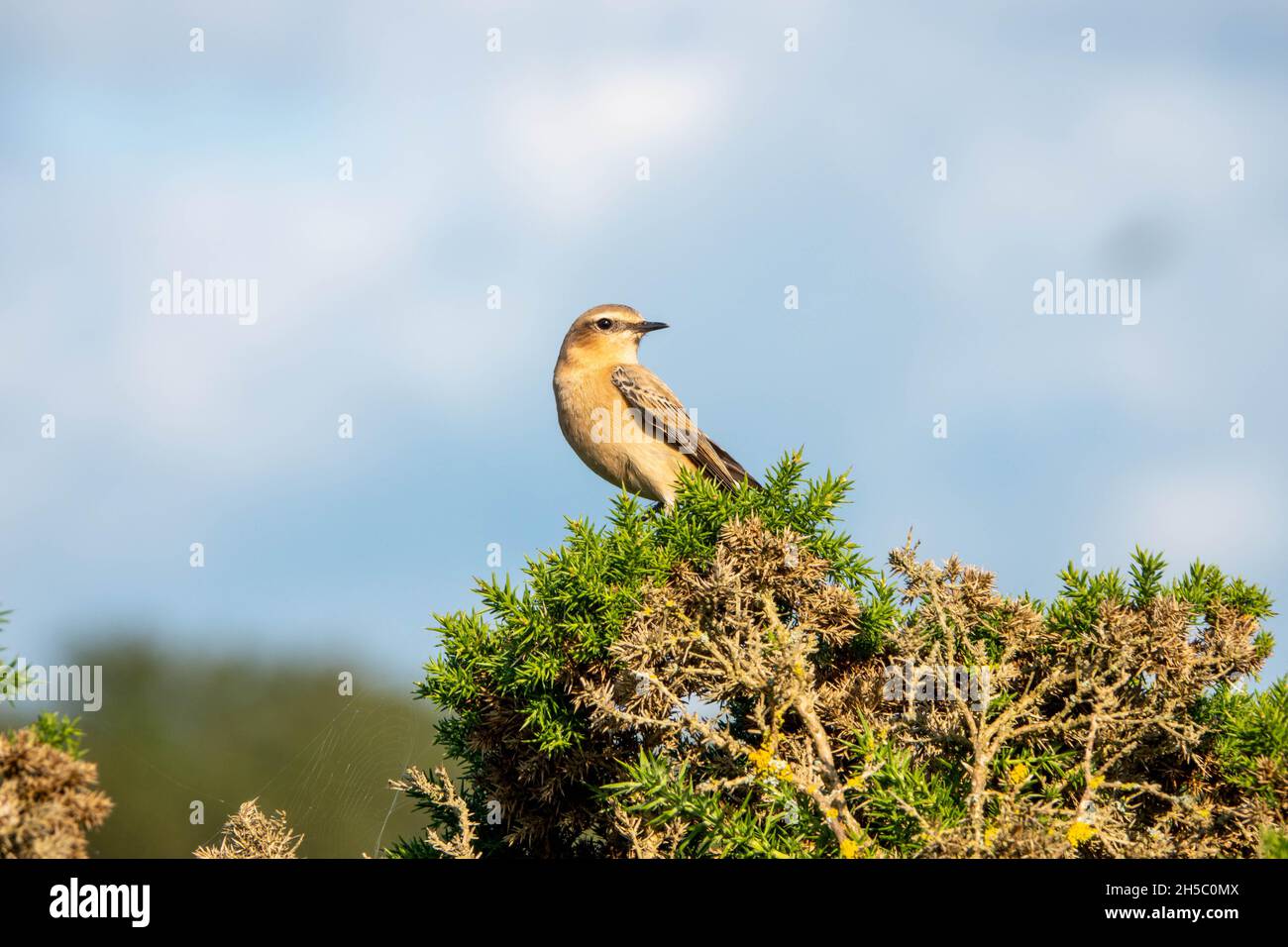 White rump wheatear hi-res stock photography and images - Alamy