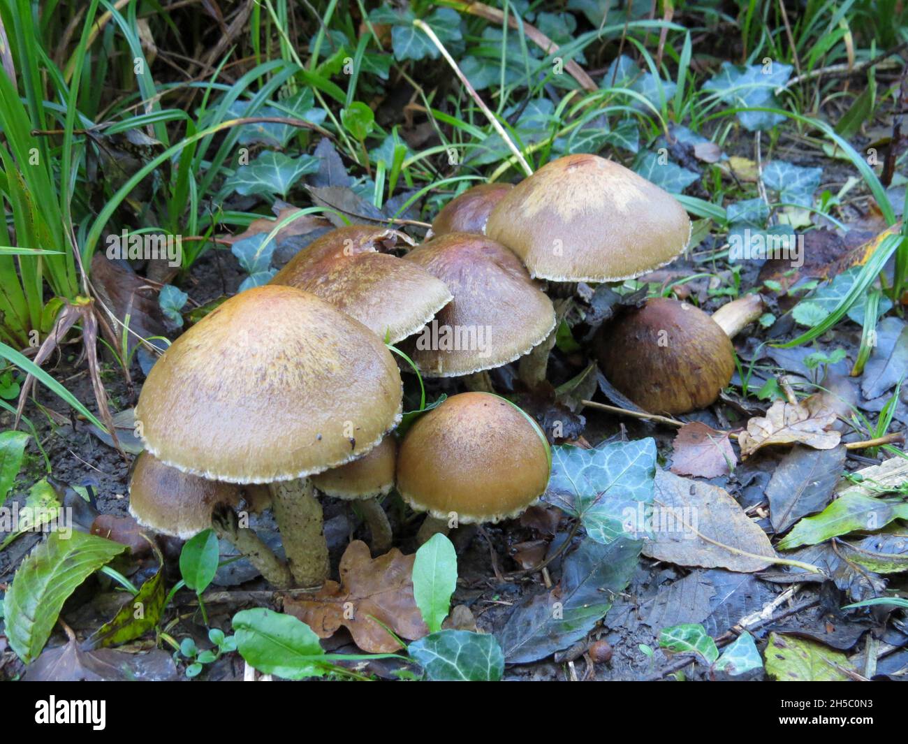 shiny toadstools growing in the Autumn sunshine Stock Photo - Alamy