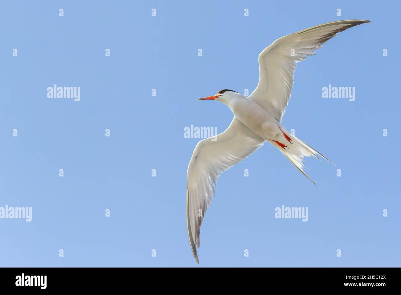 Back naped hi-res stock photography and images - Alamy