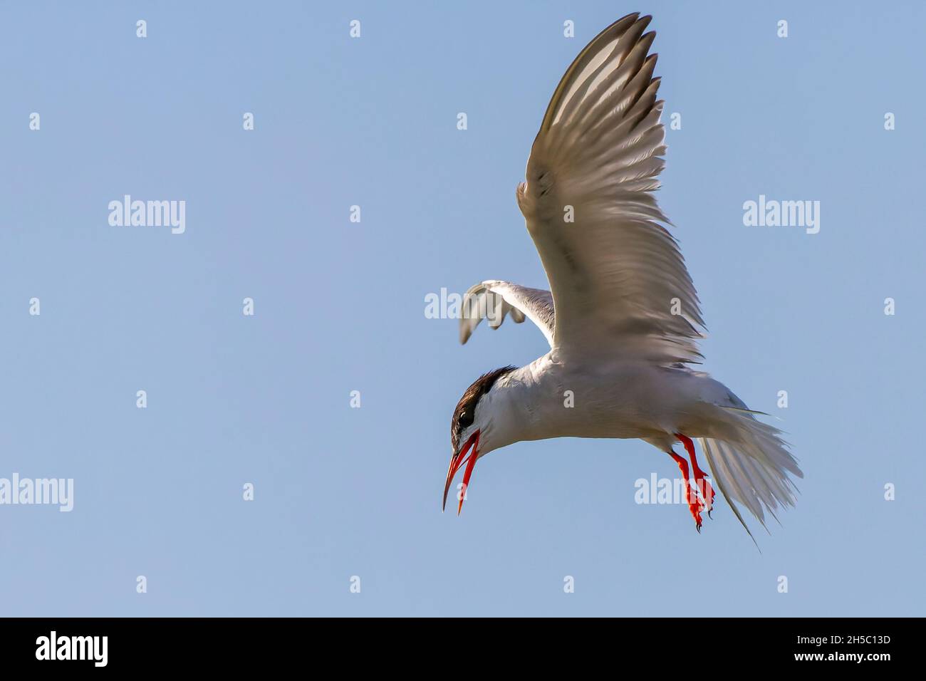 Bird in flight - Back-naped Tern Stock Photo - Alamy