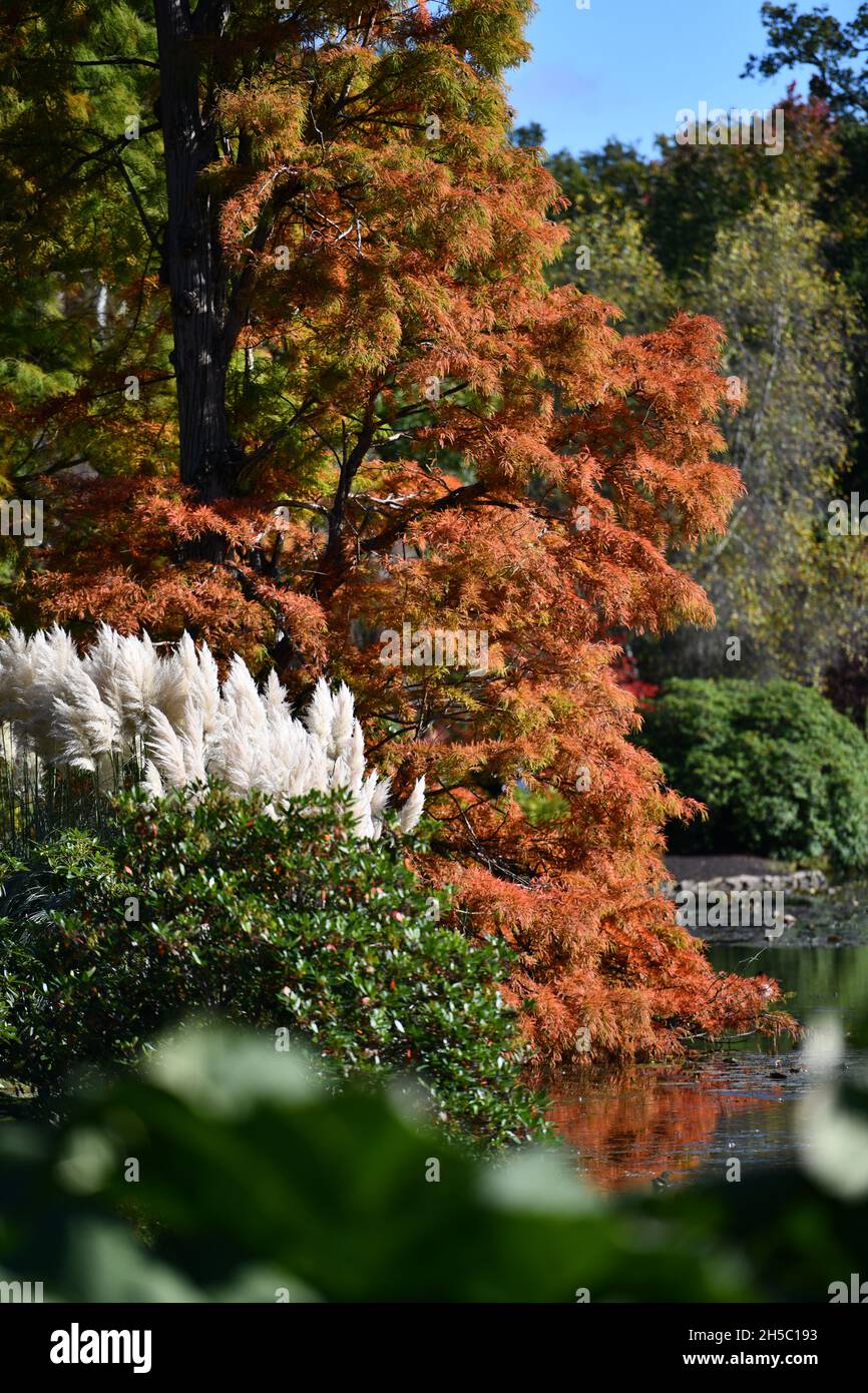 Trees and parks in Autumn colours Stock Photo - Alamy