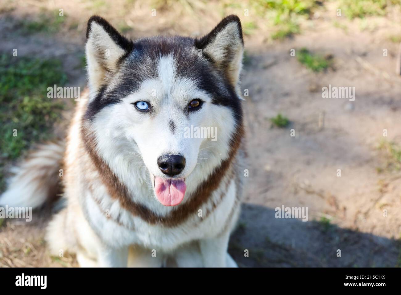 Beautiful Brown Wolf With Blue Eyes