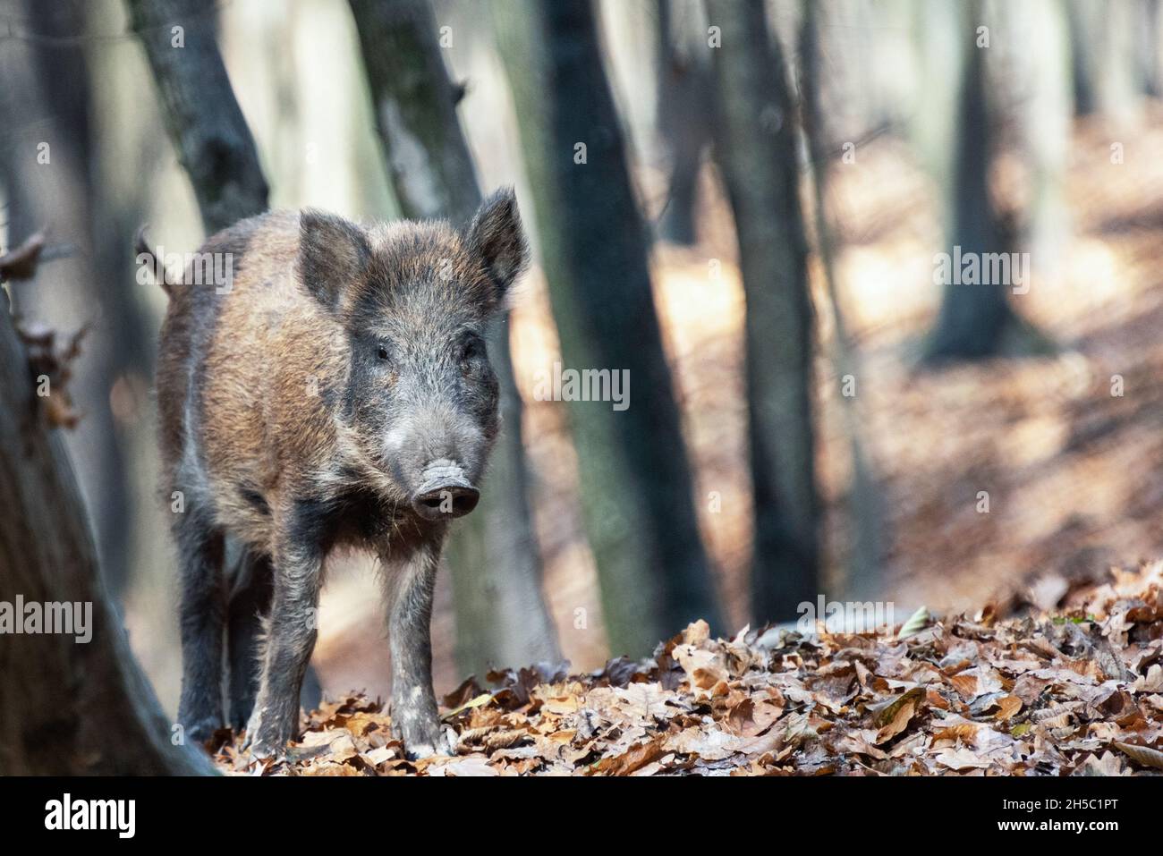 Wild boar close up in the autumn forest Stock Photo - Alamy