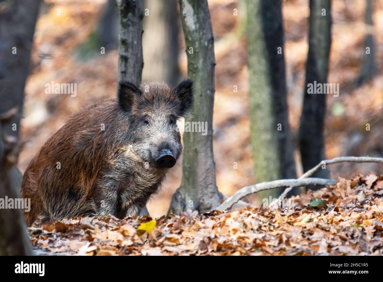 Wild boar close up in the autumn forest Stock Photo - Alamy