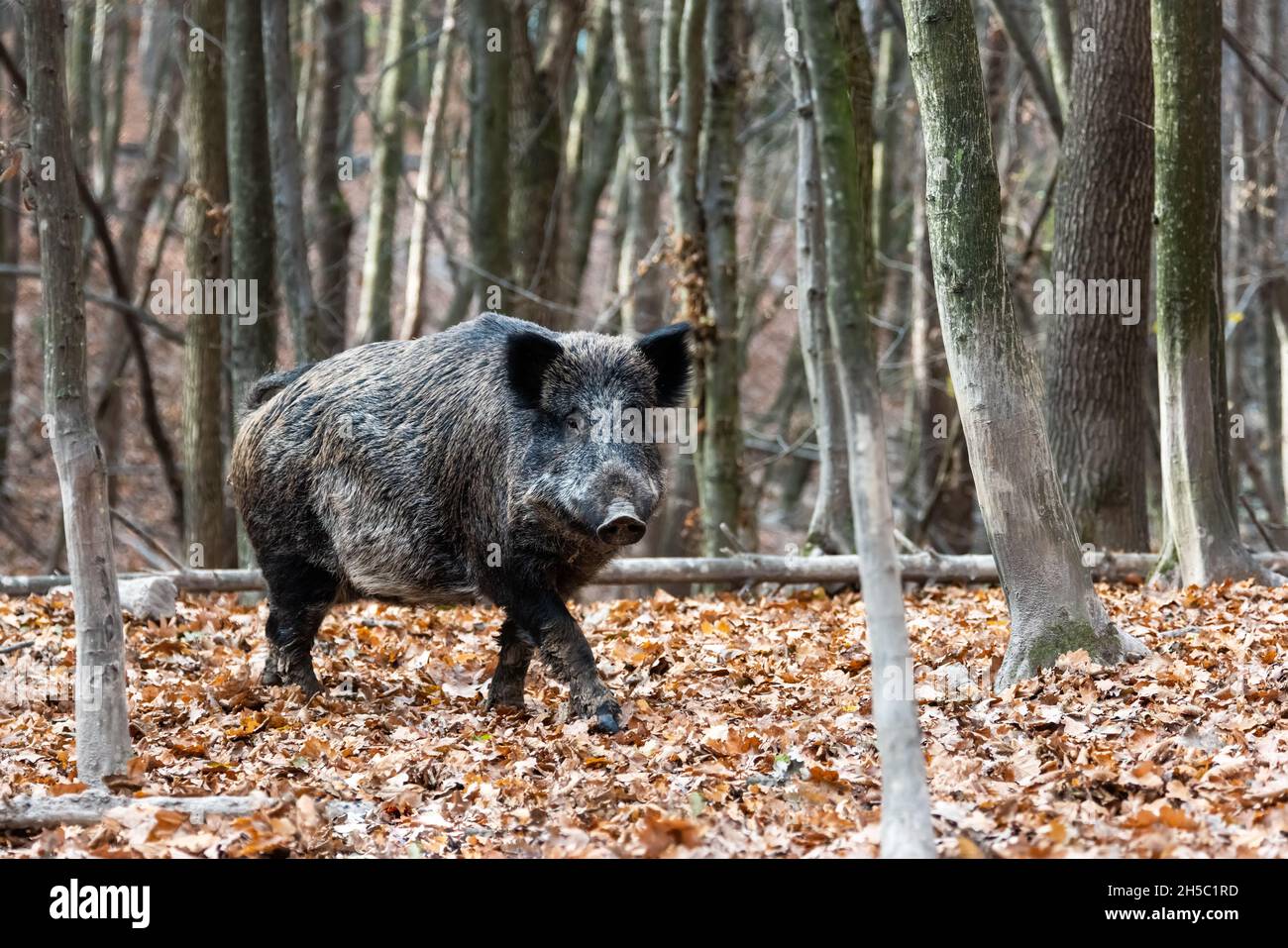 Wild boar close up in the autumn forest Stock Photo - Alamy