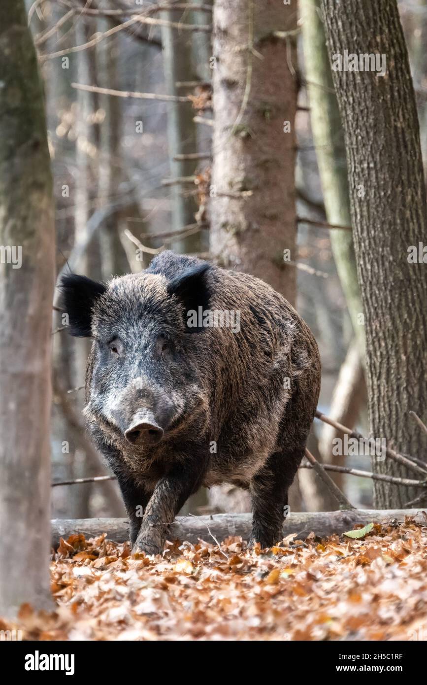 Wild boar close up in the autumn forest Stock Photo - Alamy