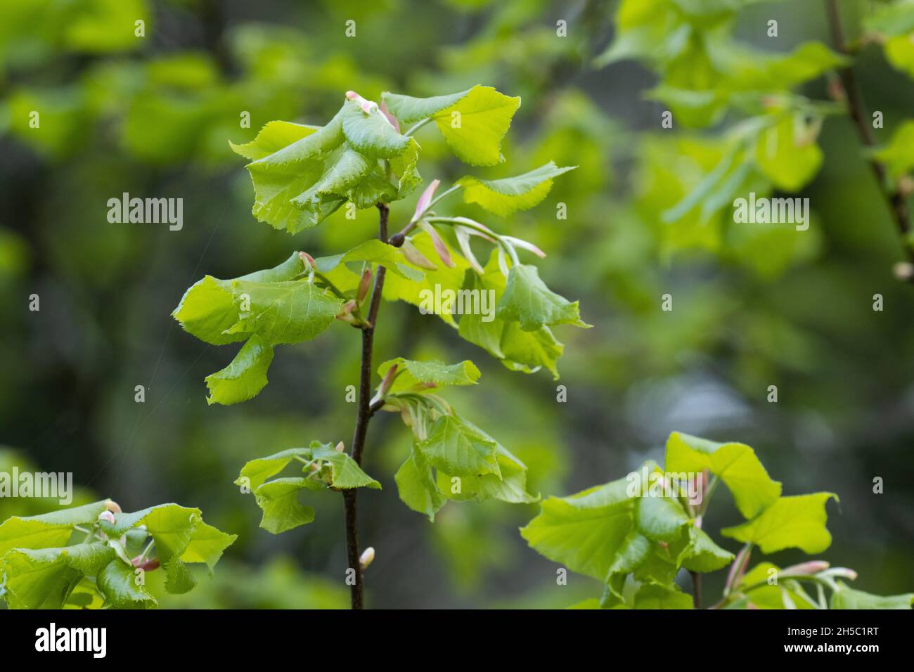 Spring lime tree hi-res stock photography and images - Alamy