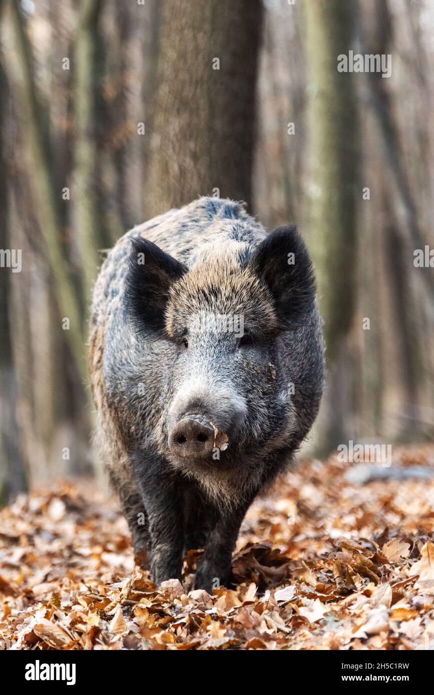 Wild boar close up in the autumn forest Stock Photo - Alamy