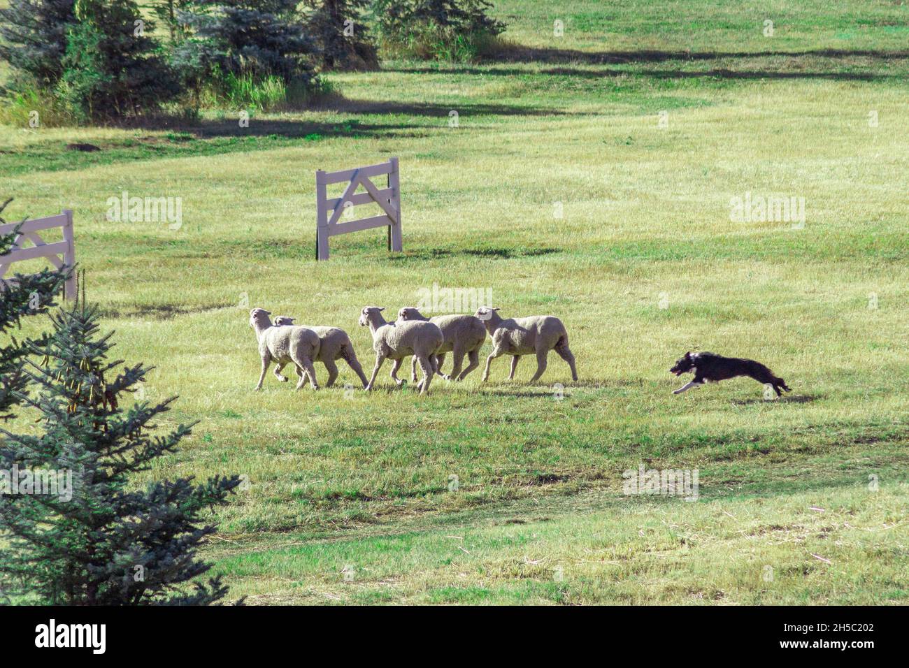 Dog herding a group of sheep on a sheepdog competition, Utah, USA Stock ...