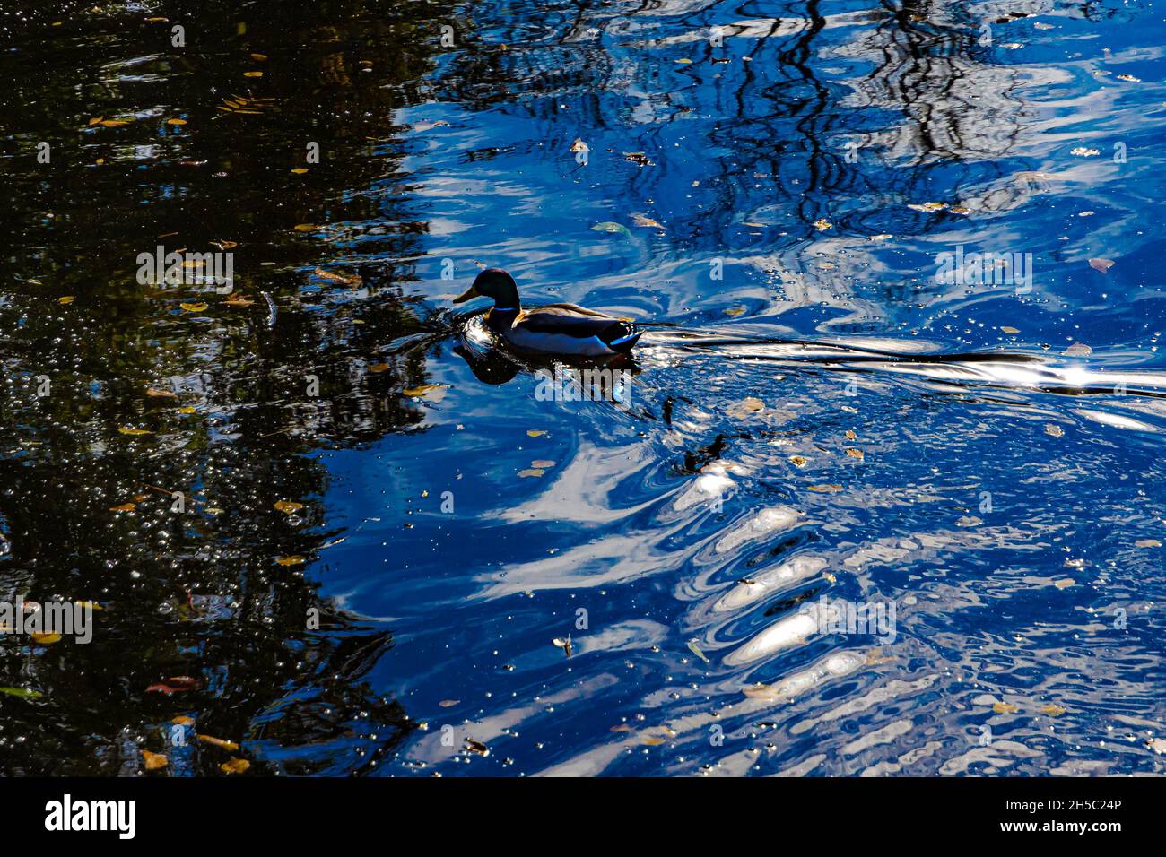 Duck standing water hi-res stock photography and images - Alamy