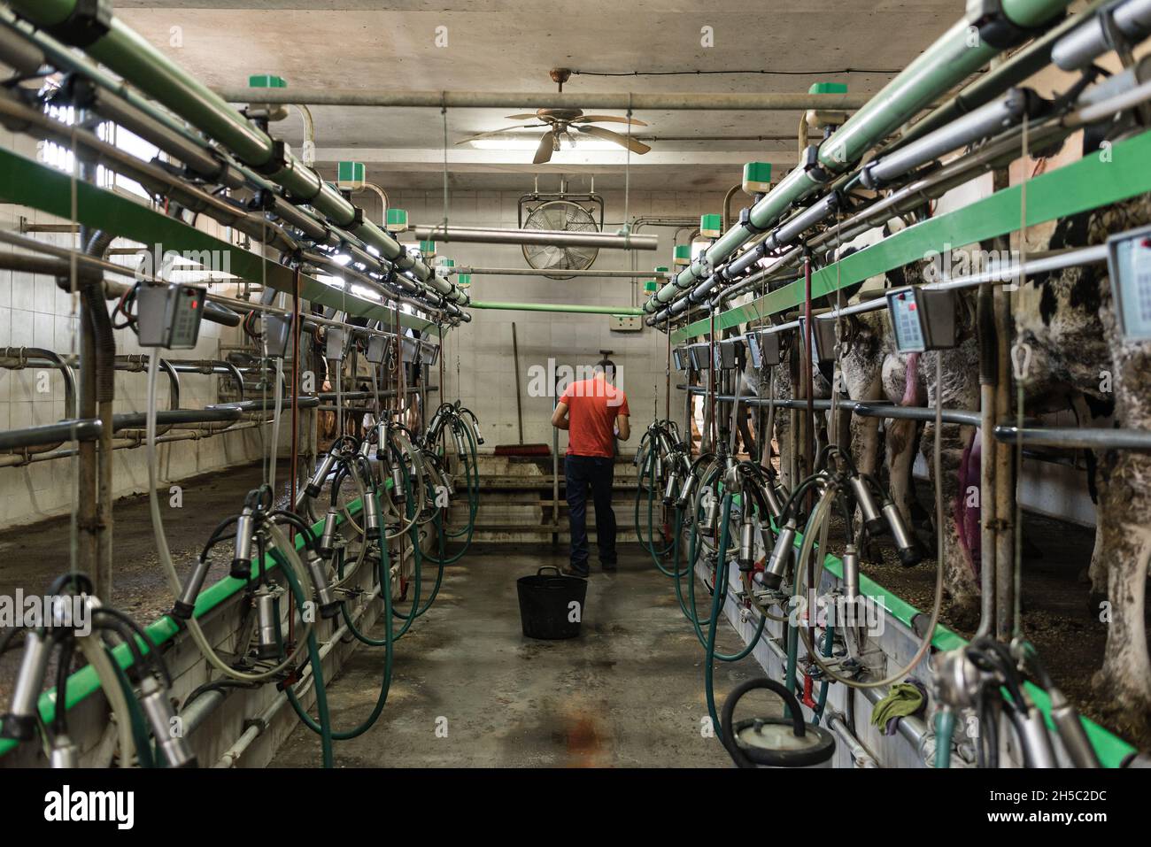 Dairy farmer working in milking hi-res stock photography and images - Alamy