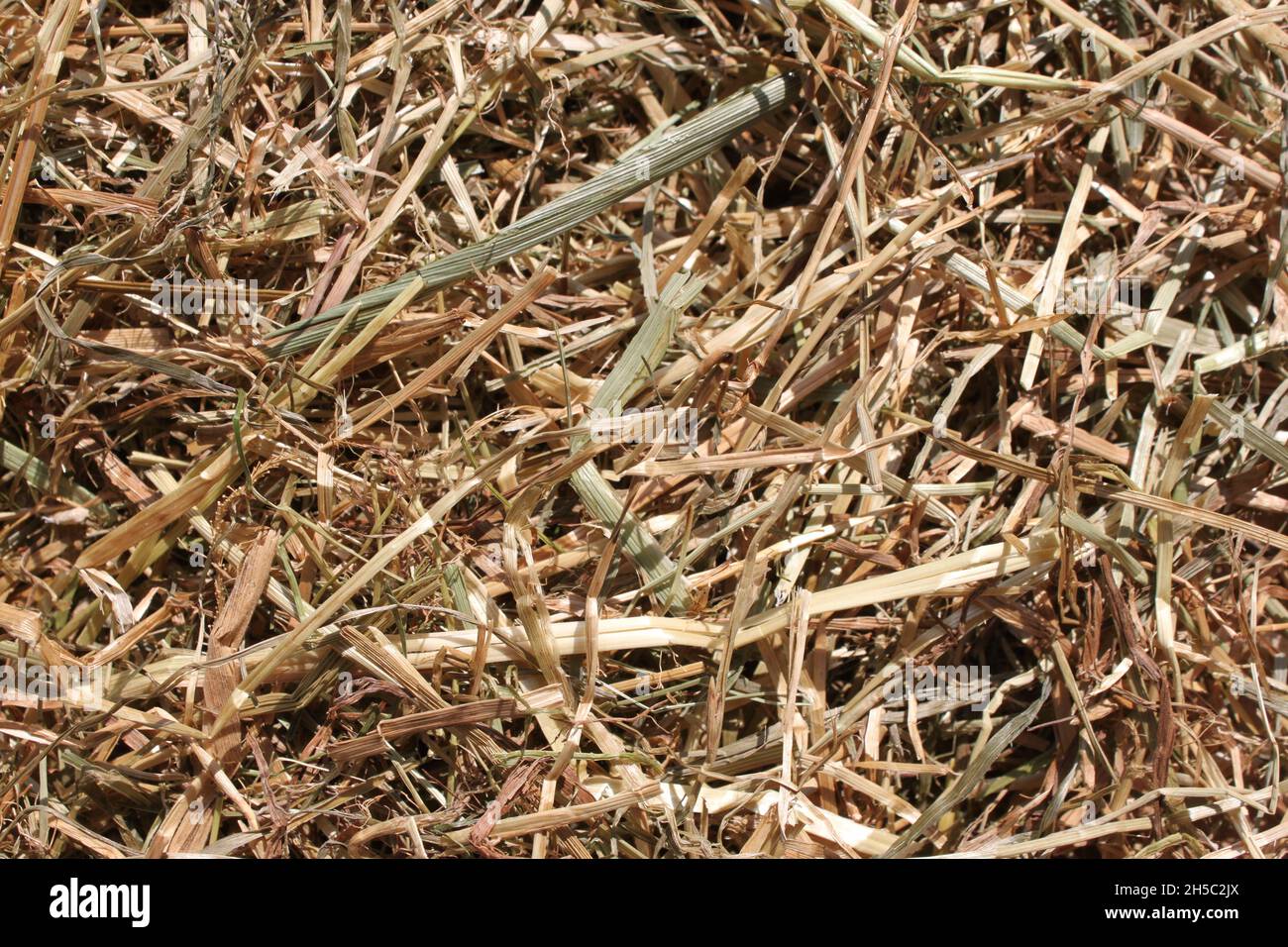 dry soft hay close up Stock Photo - Alamy