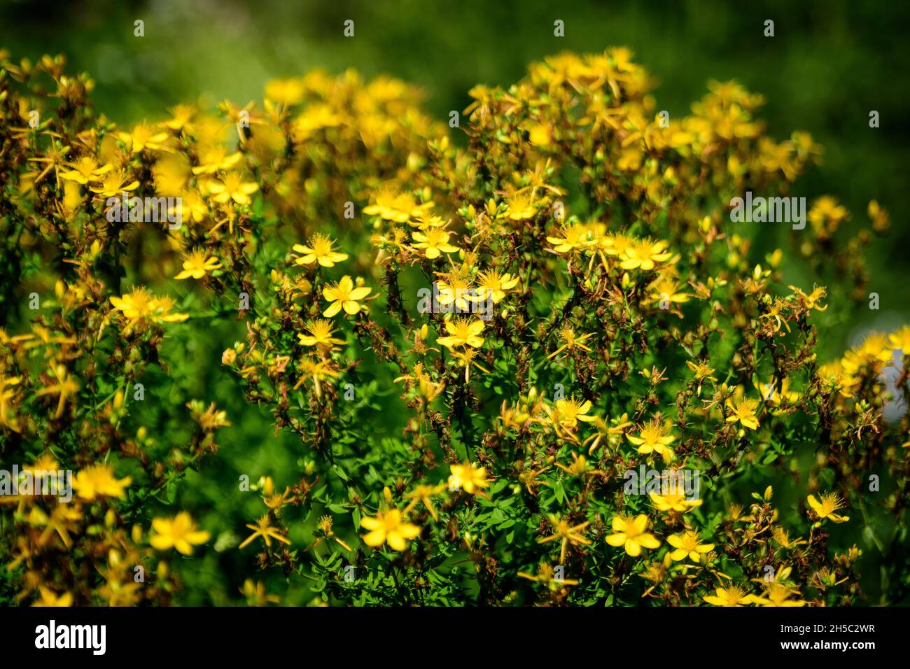 Many delicate yellow flowers of Hypericum perforatum plant, commonly ...