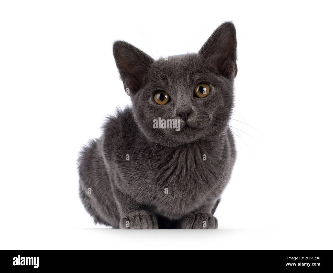 Adorable solid blue Burmese cat kitten, laying down facing front ...