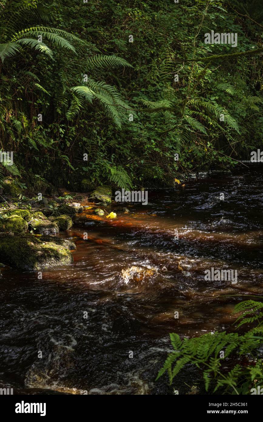 The Ogeen River on the Canon Sheehan loop walk in the Ballyhoura forest ...