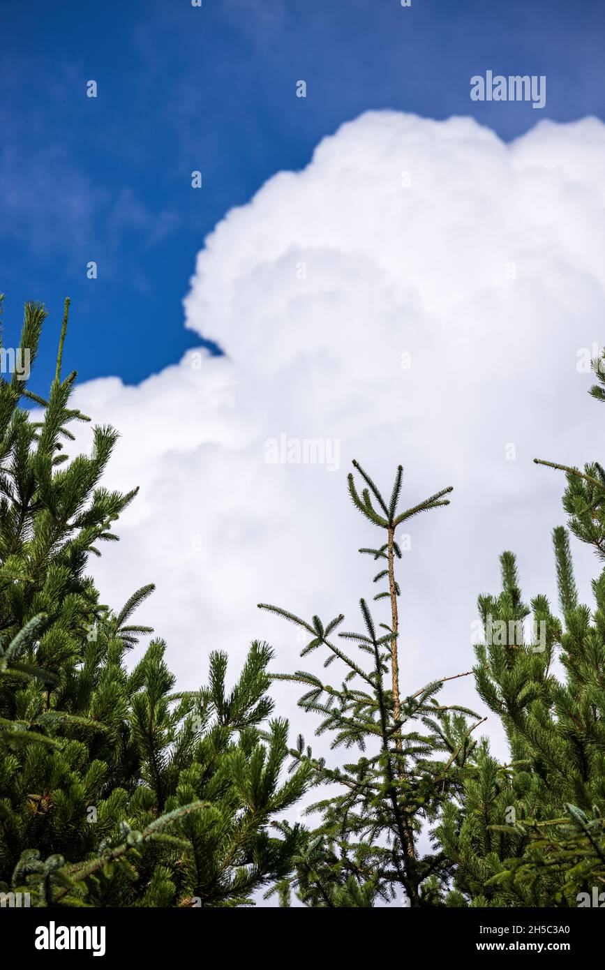 White billowy cumulous clouds above the treetops on the Canon Sheehan loop walk in the ...