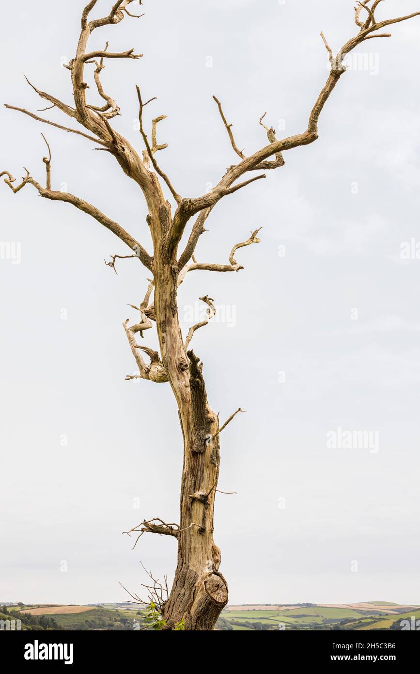 Jagged tree branches hi-res stock photography and images - Alamy