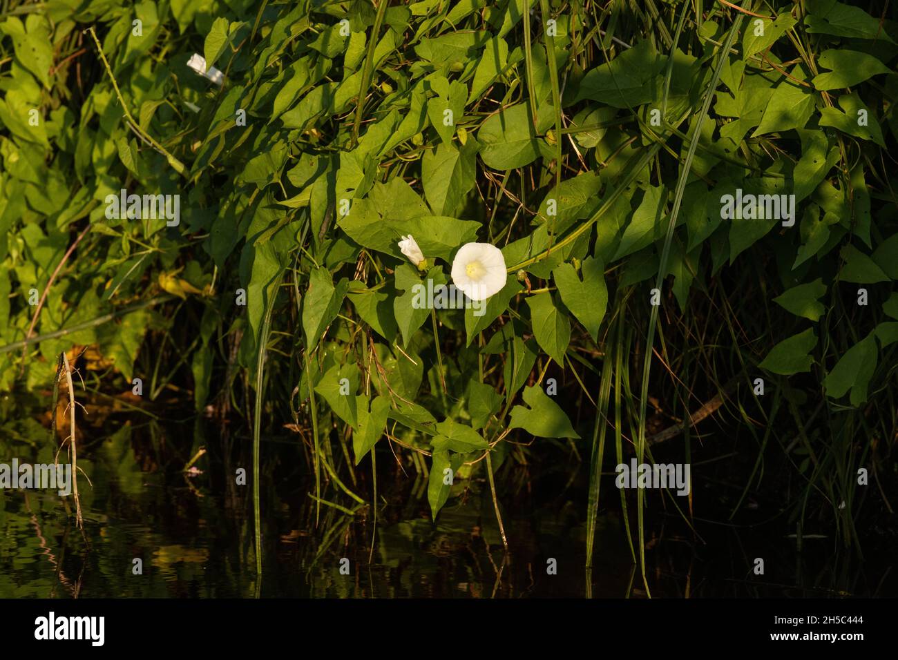 Hedge bindweed, Calystegia sepium blooming on a pond bank on a summer ...