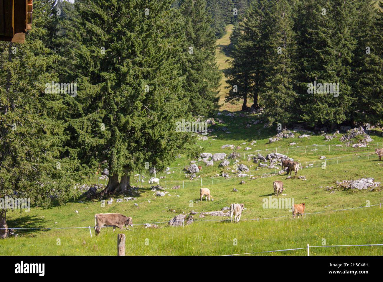 Pine tree cows hi-res stock photography and images - Alamy